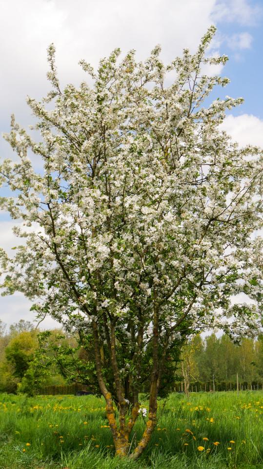 Notizie: Fiori come Nuvole - Prunus e Malus