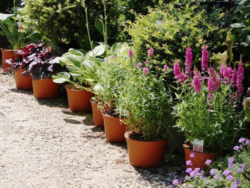 Notizie: Esposizione piante erbacee perenni